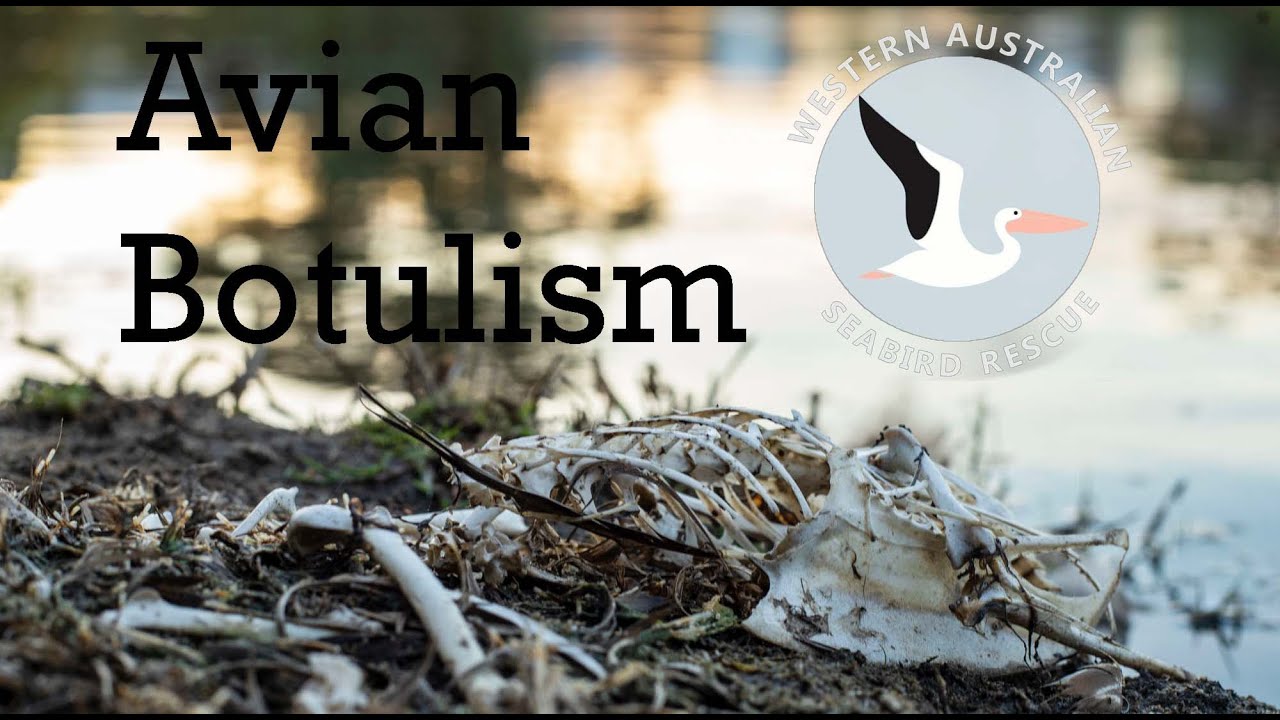 Avian Botulism | A Blight To Birds - YouTube