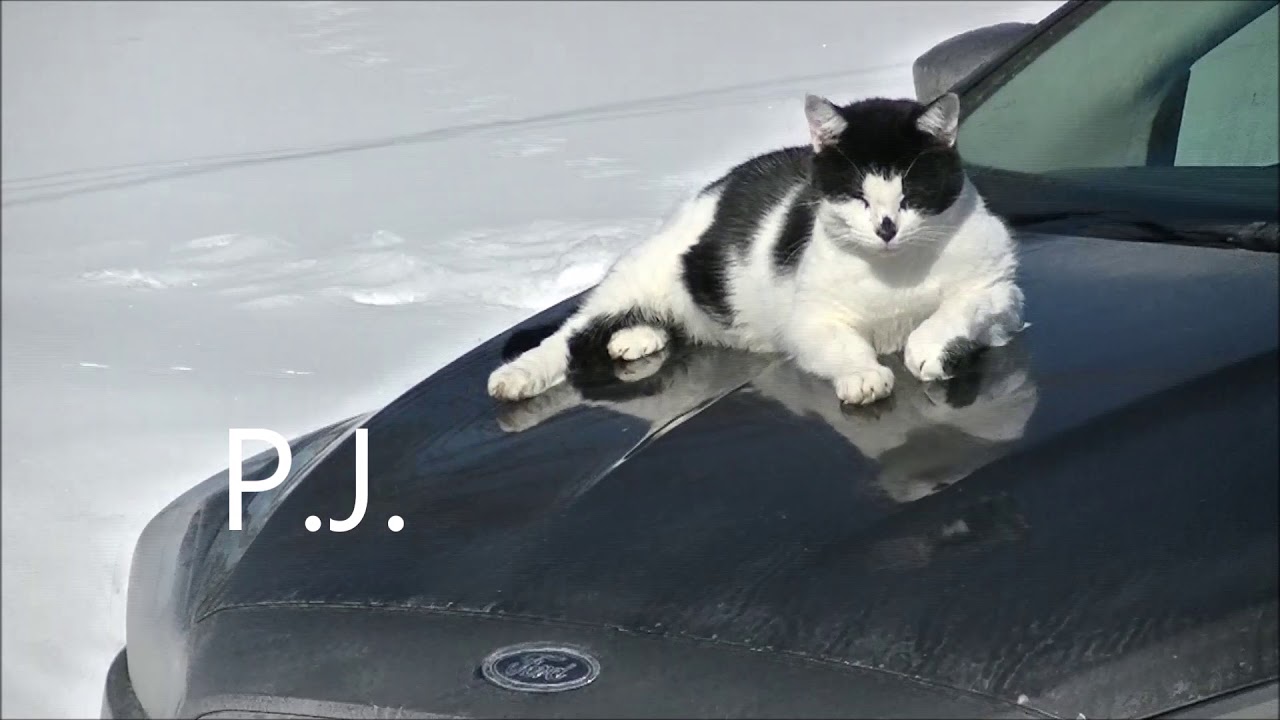 Newfoundland cat predicts an early spring - YouTube