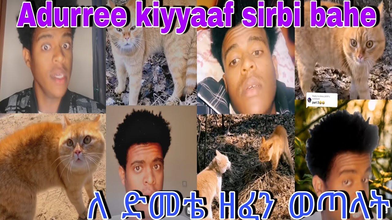 Sirba adurree kootii | የድመቴ ዘፈን - YouTube