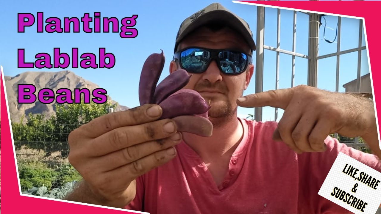 Planting and Growing Lablab beans - Hyacinth beans in October - YouTube