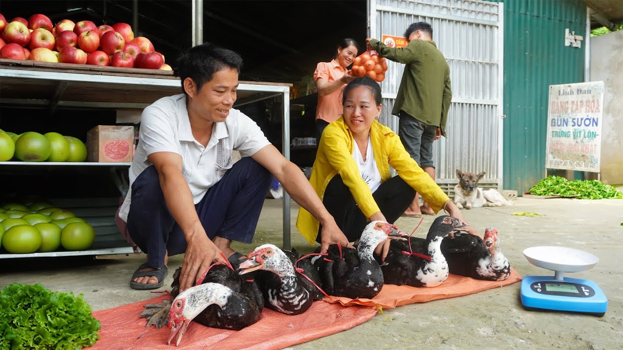 2-Year journey of raising ducks, Catching ducks to the market to sell ...