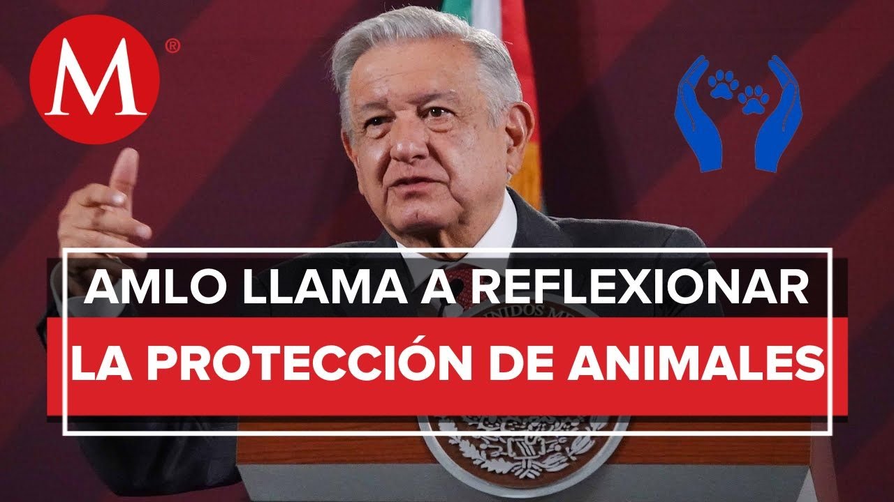 AMLO hace llamado para que no exista el maltrato animal, propone ...