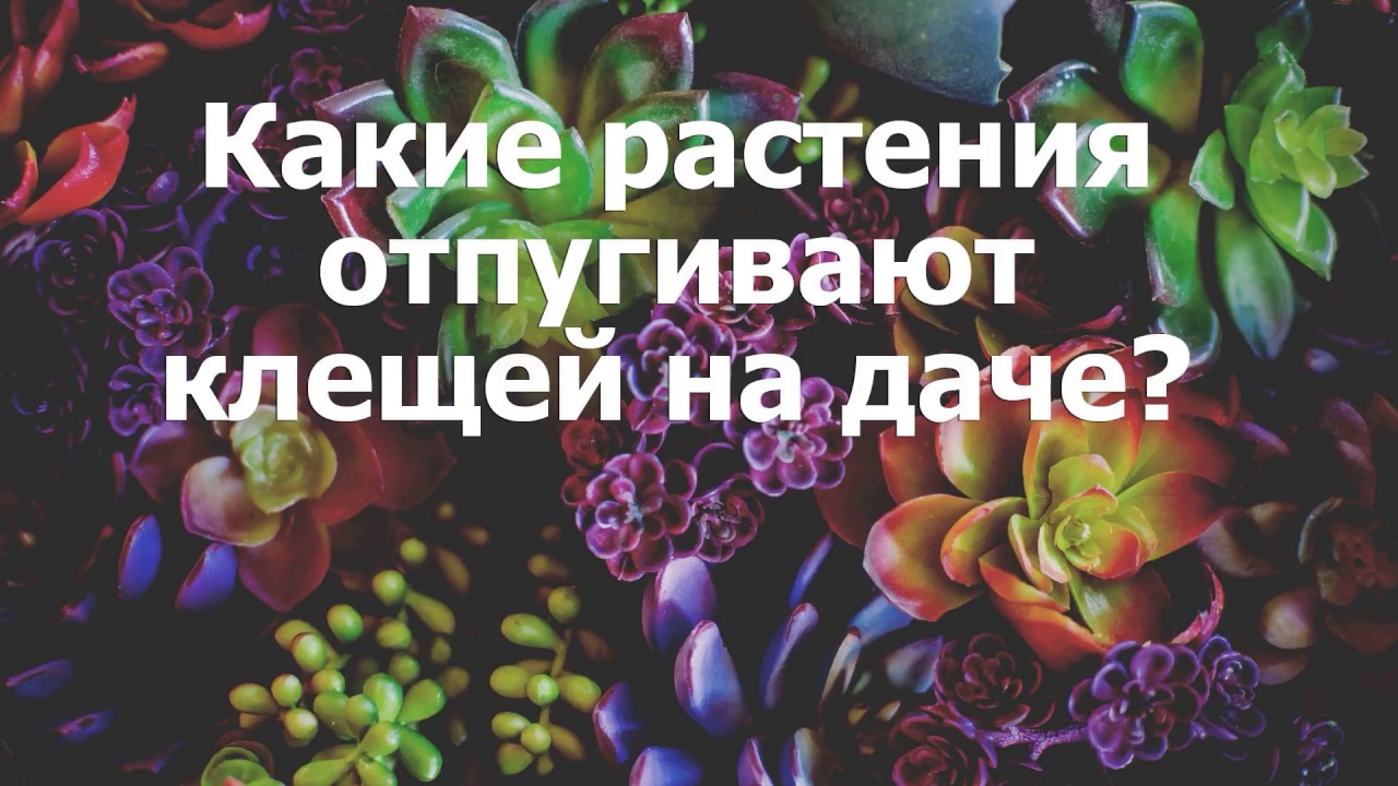 Какие растения отпугивают клещей на даче? - YouTube