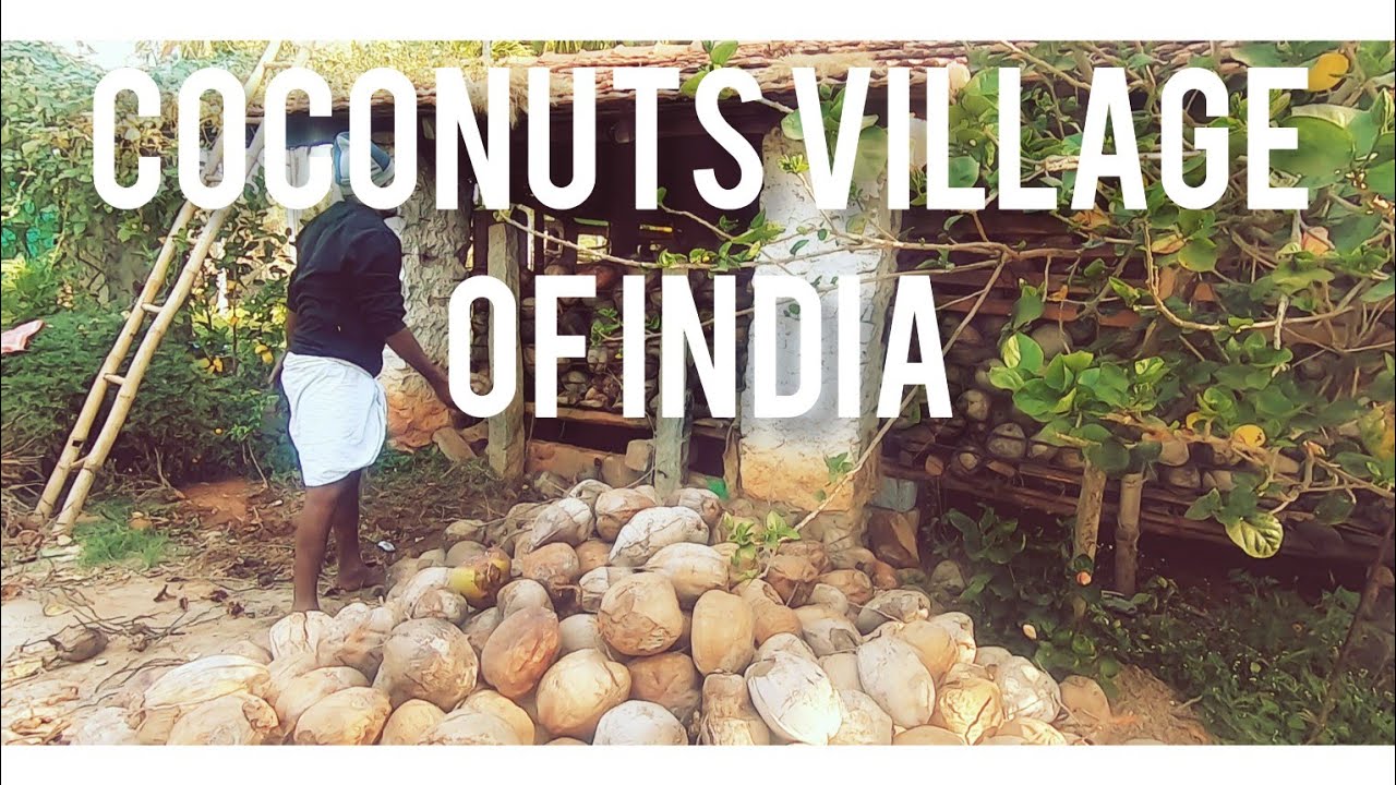 EP02||VILLAGE LIFE|COCONUT VILLAGE|TIPTUR|KARNATAKA|VILLAGE TOUR|INDIAN ...