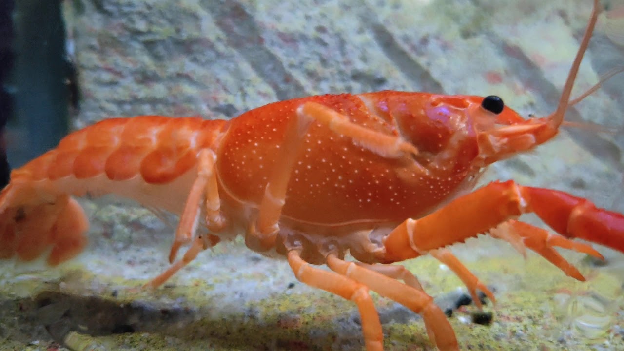 Beautiful lobster - YouTube