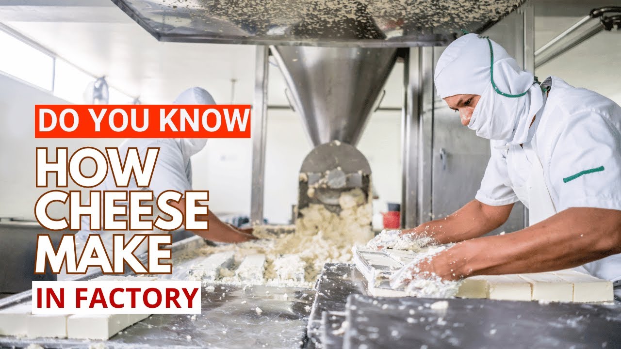 How cheese is Made in Factory | A Heaven for Cheese Lovers - YouTube