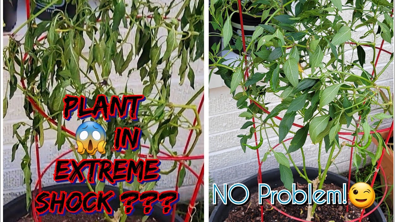 How To Recover Transplanted Plant From EXTREME SHOCK!!! #recovery # ...