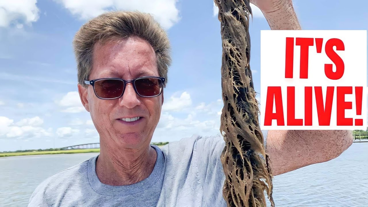 Elixir gets a New Window While Something Grows on Our Chain, Ep-147 ...