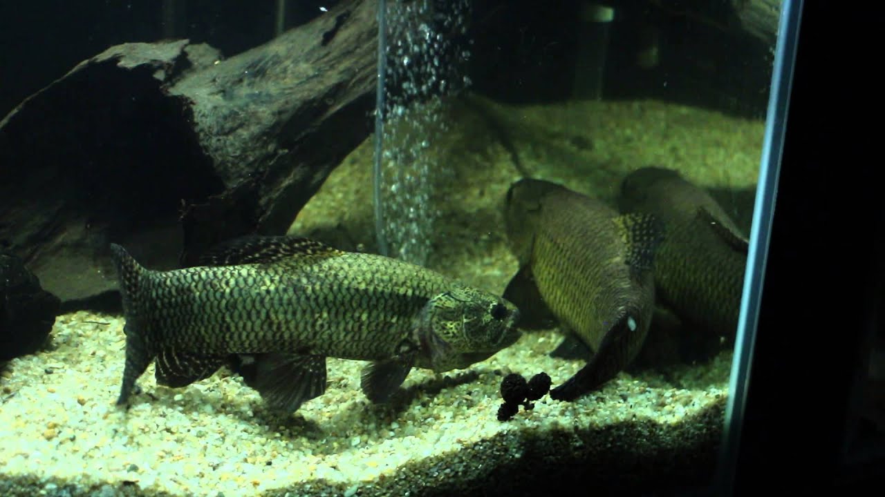hoplias curupira (black wolffish ) - YouTube