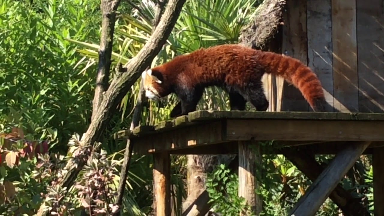 Red Pandas Zoo Visit 6th August 2018 Zoo de la Fleche - YouTube
