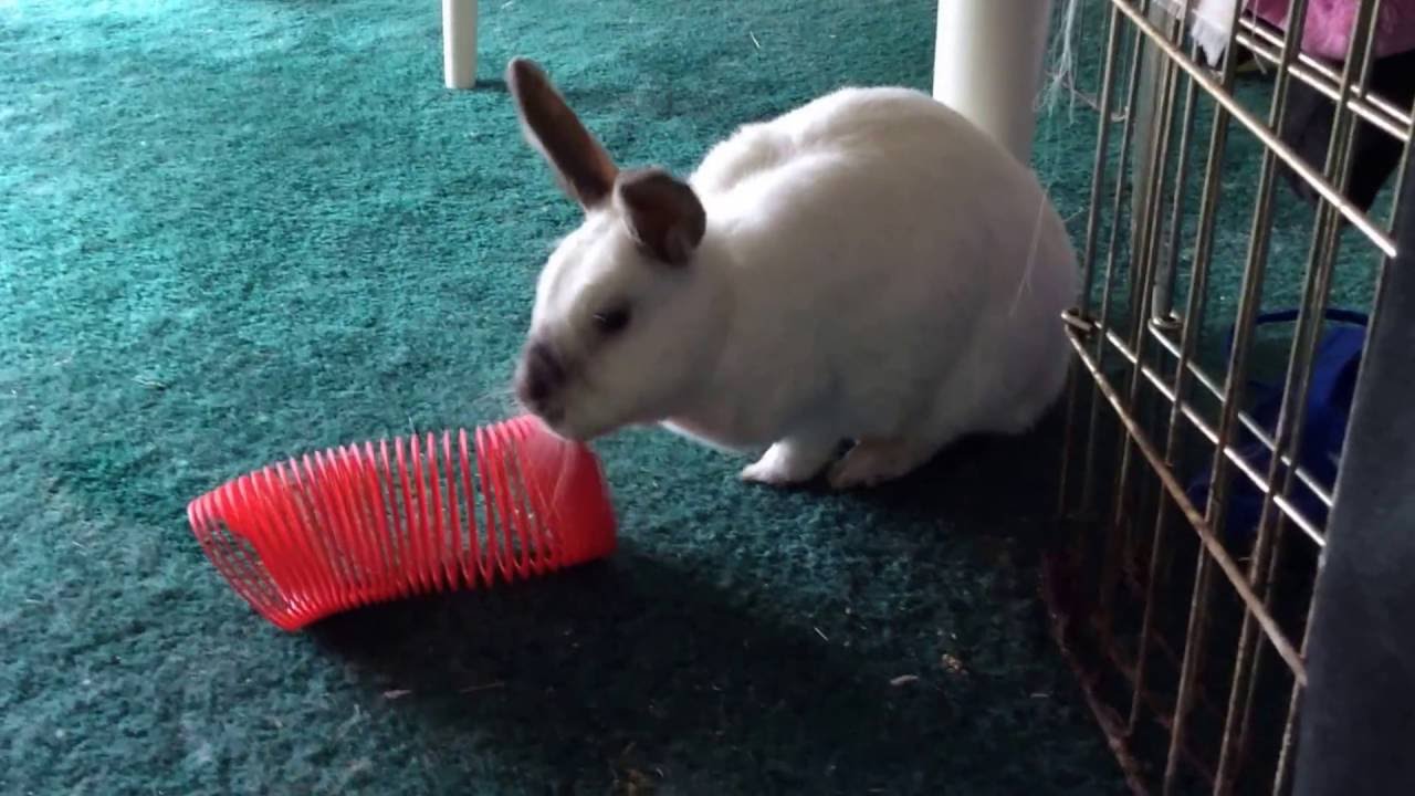 Sunny Rabbit playing with Slinky toy - YouTube