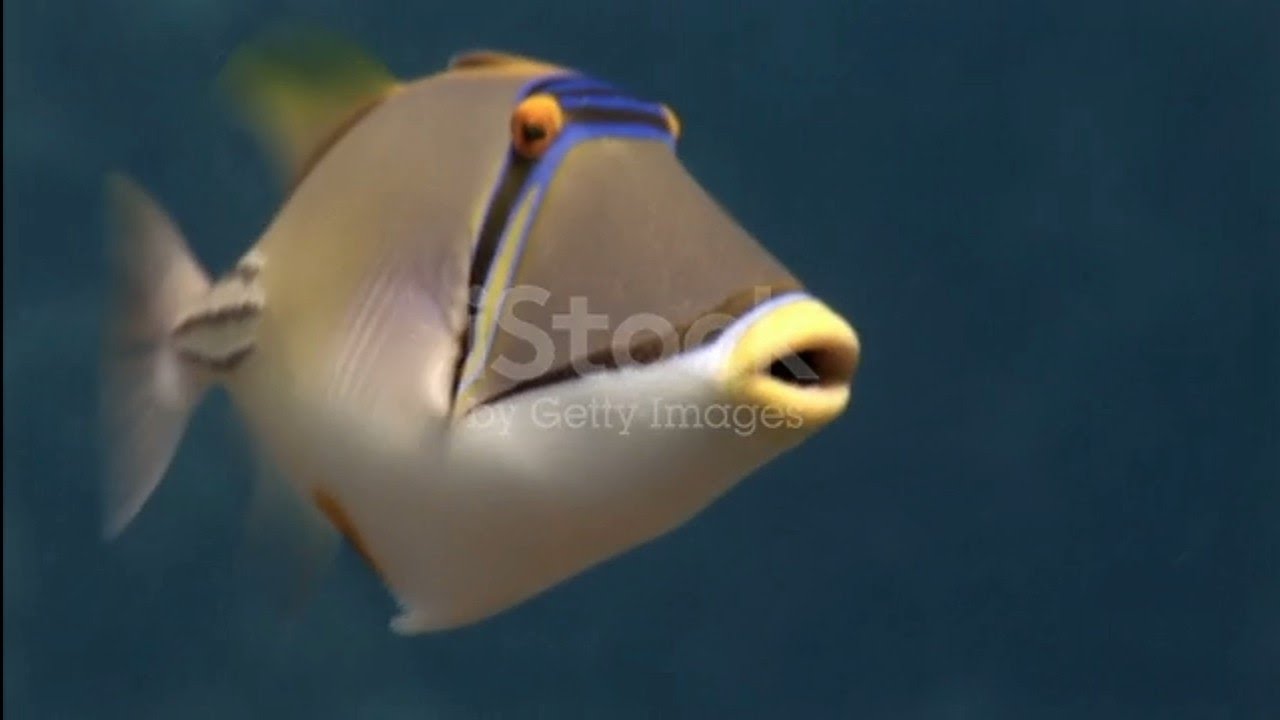 Ikan full colour-IKAN PEMICU LAGUNA. - YouTube