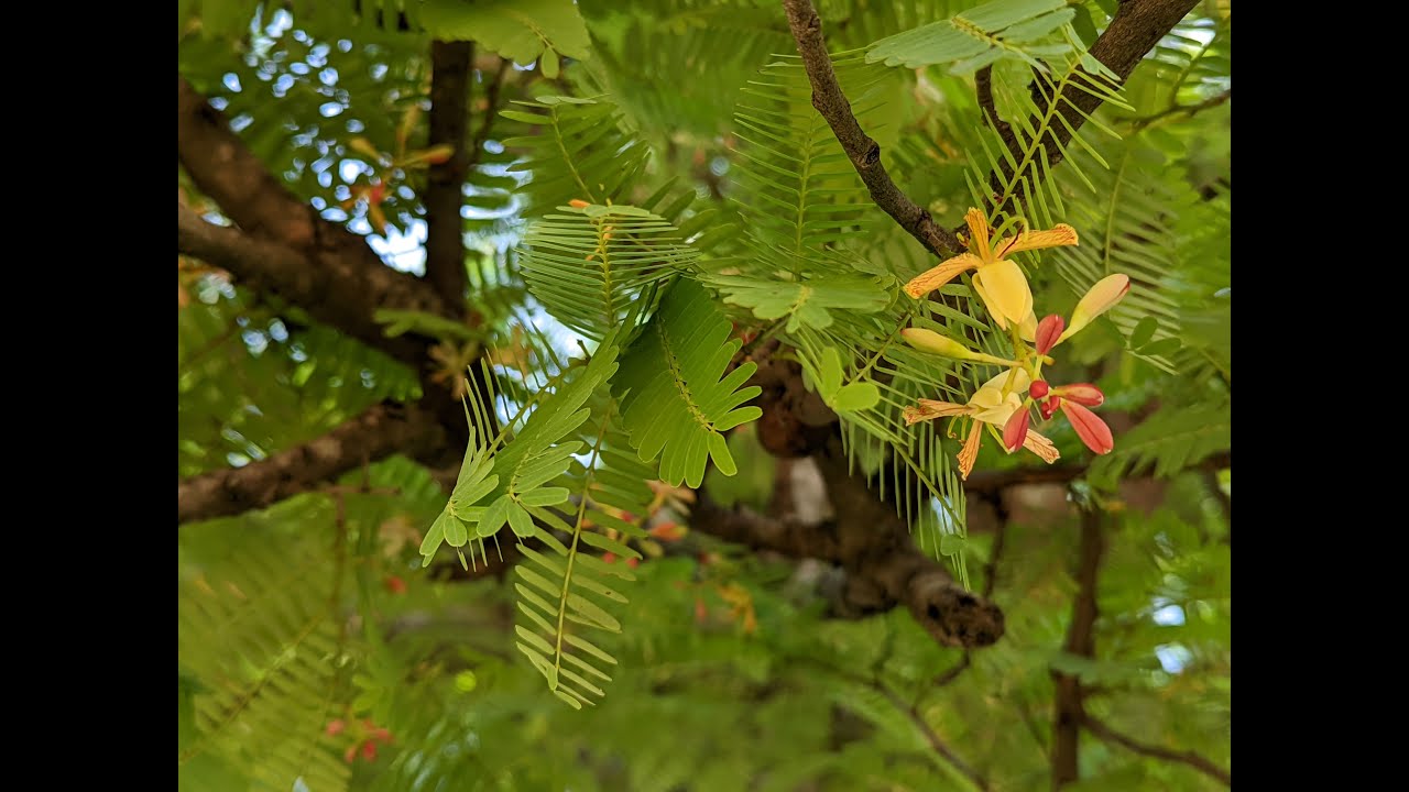 The Tangy Tamarind - YouTube