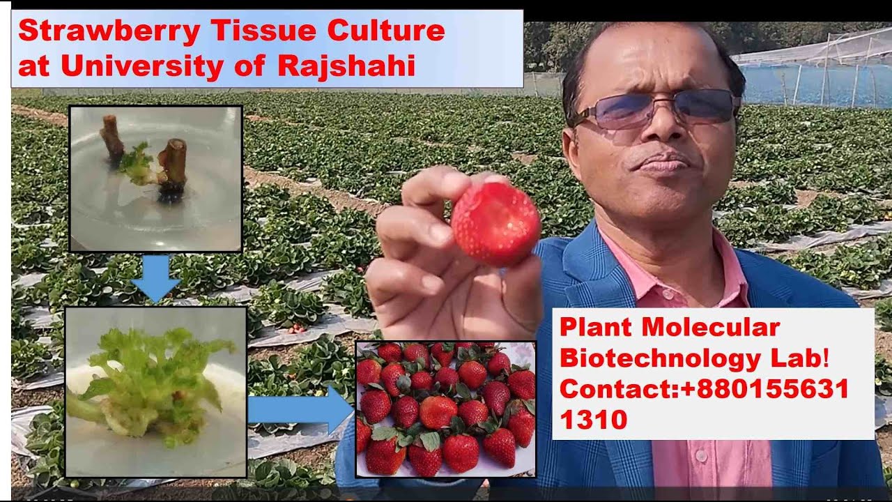 Strawberry Tissue Culture at Plant Molecul Biotech Lab, Univer of ...