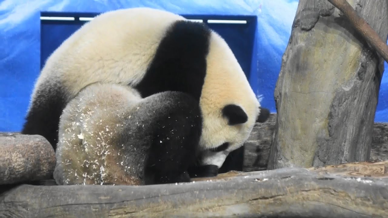寶妹妹嚕媽咪喝ㄋㄟㄋㄟ從棲架到地上看一次少一次21211212 - YouTube