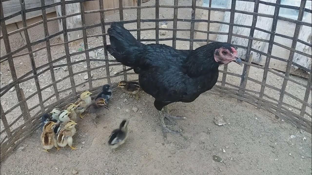 saib kuv 2 zag me nyuam qaib nyiaj hli thiab xaim fab - YouTube