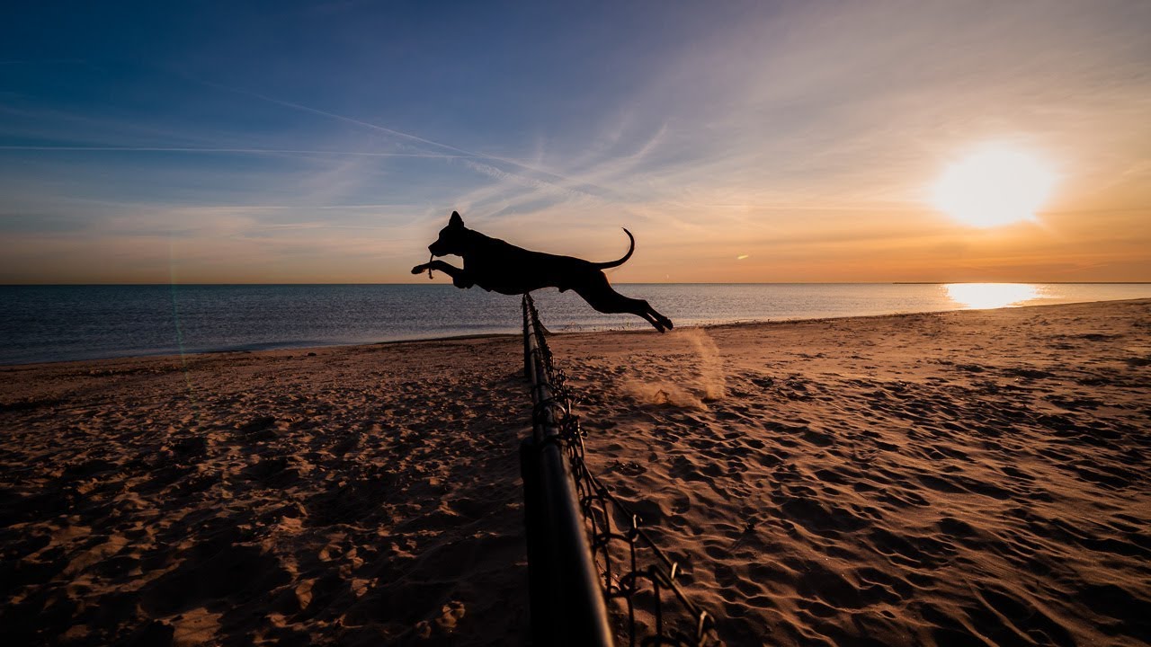 Rhodesian Ridgebacks Welcome Spring (Spring Weather Optional) - YouTube
