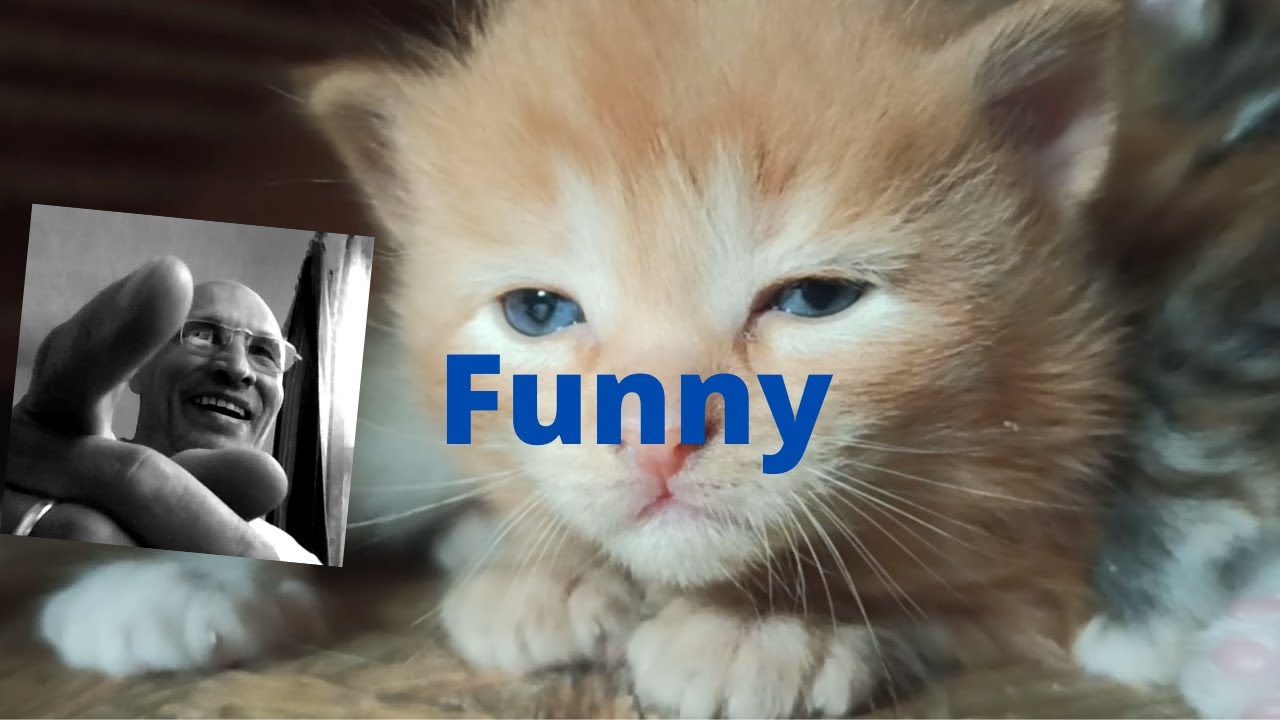 Funny cat 5 - YouTube