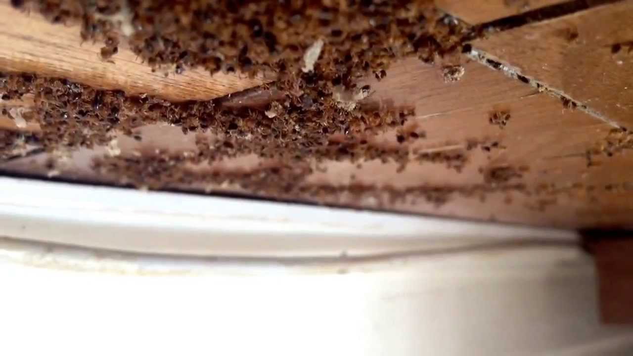 Ant graveyard in our kitchen. This is amount is just over a night ...