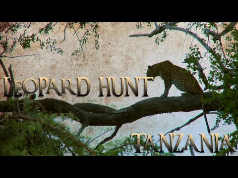 Tanzania Leopard Hunt with Game Trackers Africa