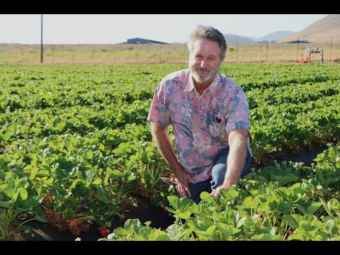 Processing Strawberries • Michael Cleugh, VP of Operations, West Coast Berry Farms and GM, AgriFrost