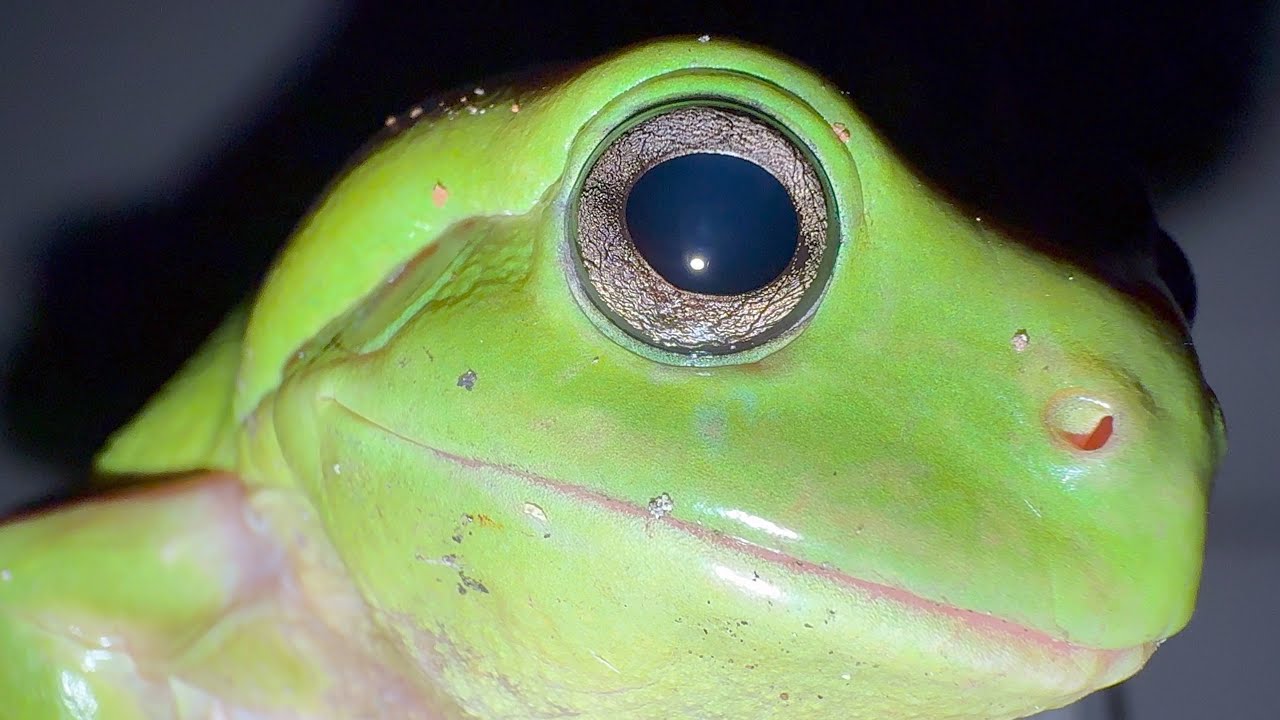 Thirsty Wild Australian Green Tree Frog Given a Drink - YouTube