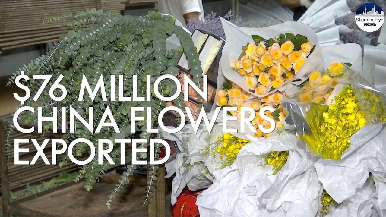 China's fresh cut flower exports bloom across southeast Asia - YouTube