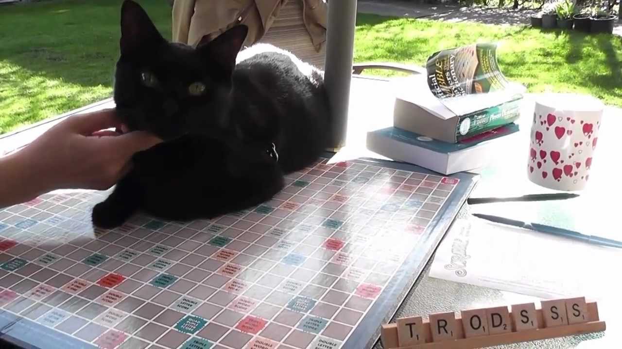 Scrabble Cat - YouTube