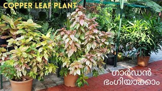 Copper Leaf Plant / Acalypha Wilkesiana: Care and Propagation