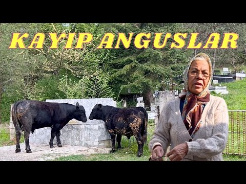 KAYIP ANGUS DANALAR