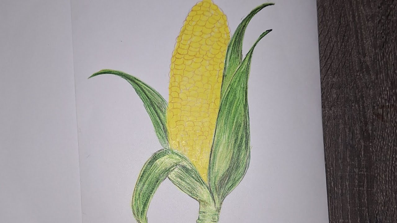 How to draw realistic sweet corn 🌽|step by step drawing tutorial |#how ...