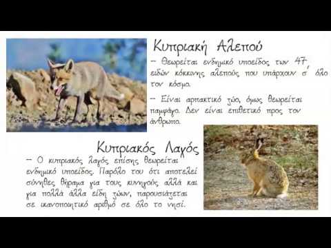 Ενδημικά ζώα της Κύπρου - YouTube