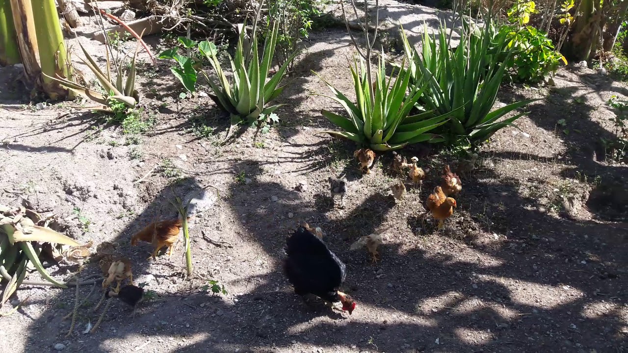 Pollitos al aire libre... xD - YouTube