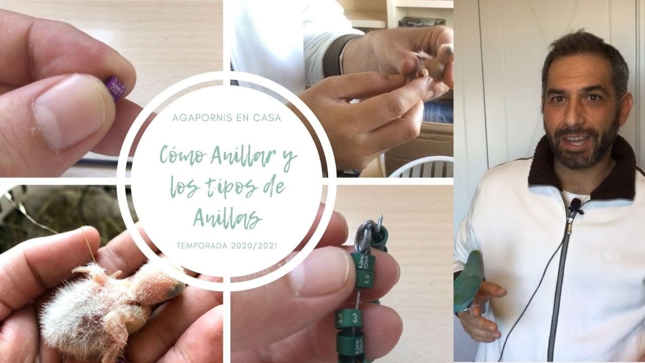 Cómo anillar y tipos de anillas. - YouTube