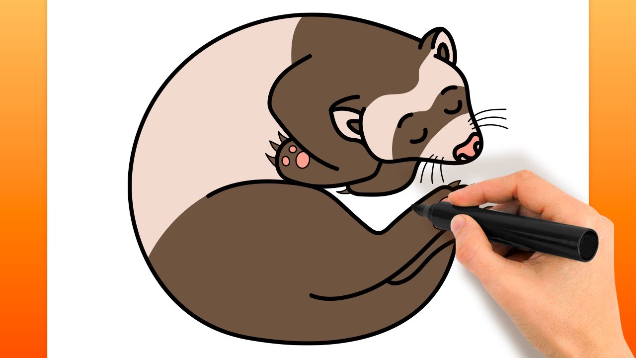 Comment Dessiner Un Furet (Tutoriel De Dessin Facile) - YouTube