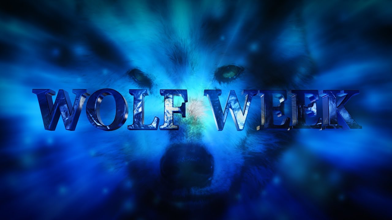 Wolf Week in Yellowstone - YouTube