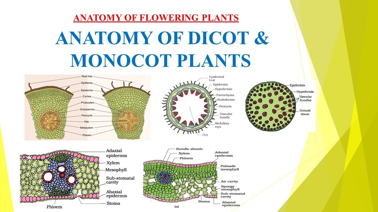 Anatomy of flowering plants I anatomy of stem,root,leaf I chap 6 I cls ...