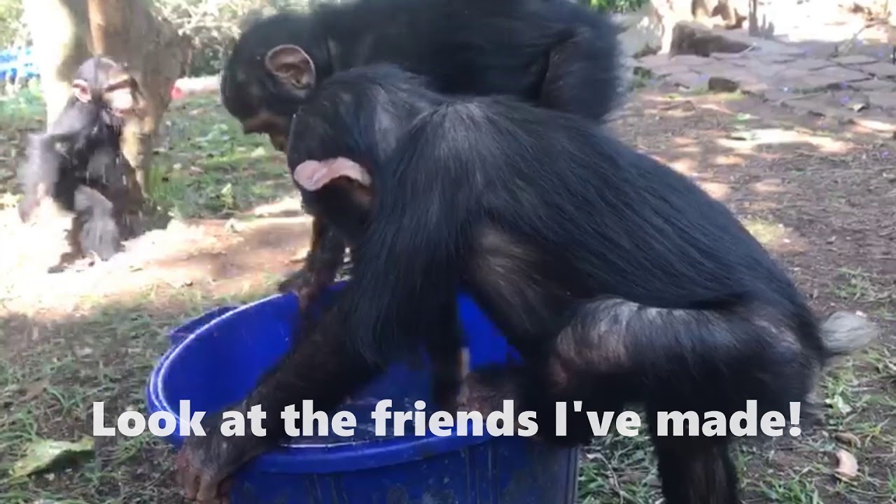 Orphan chimp rescued by pilot makes new friends - YouTube