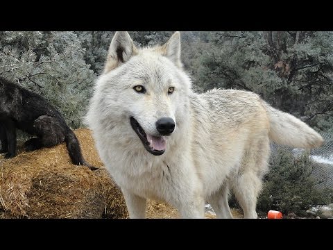Yasaklanmış 7 KÖPEK IRKI