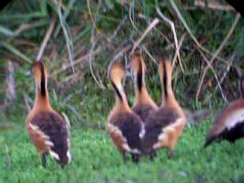 Fulvous Tree Duck - YouTube