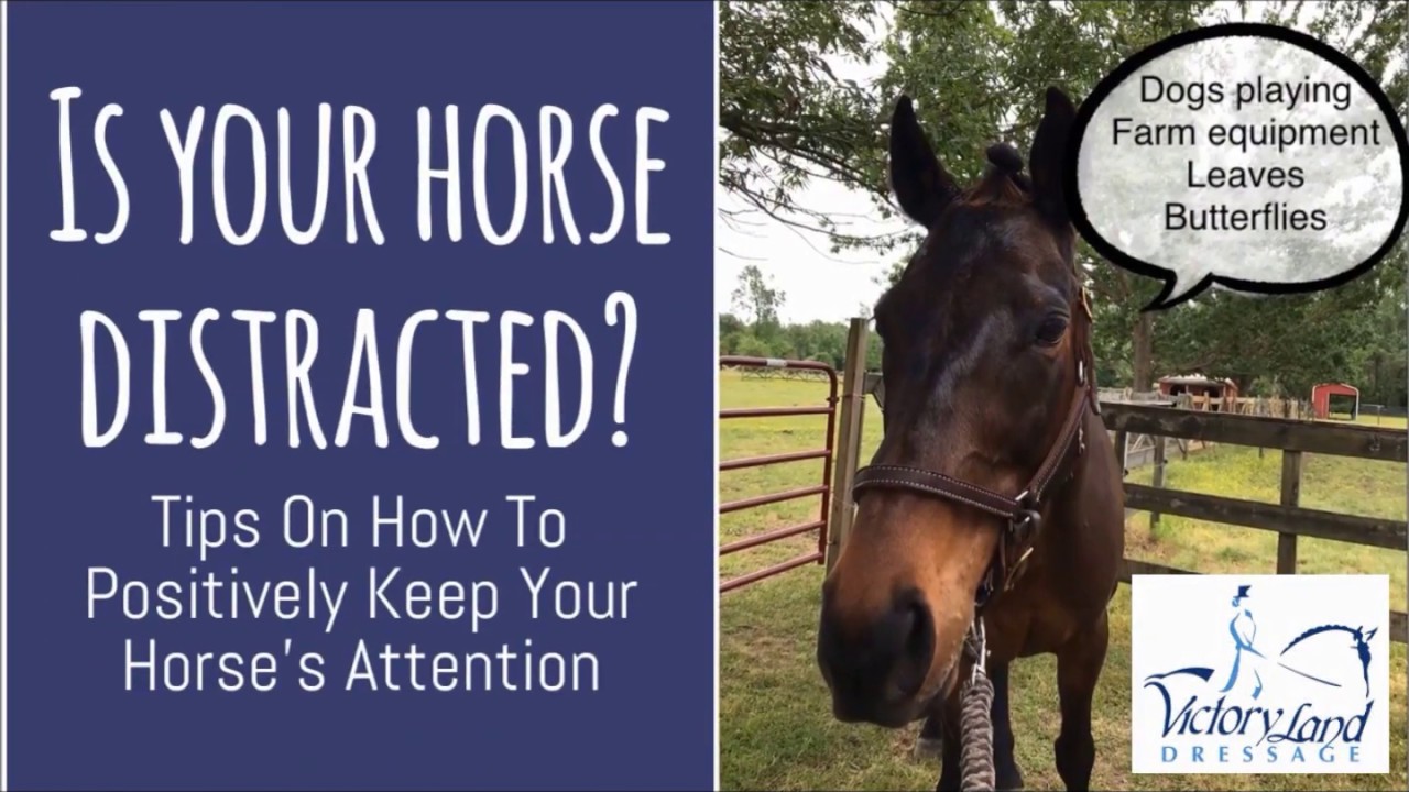 How to Help the Distracted Horse - YouTube