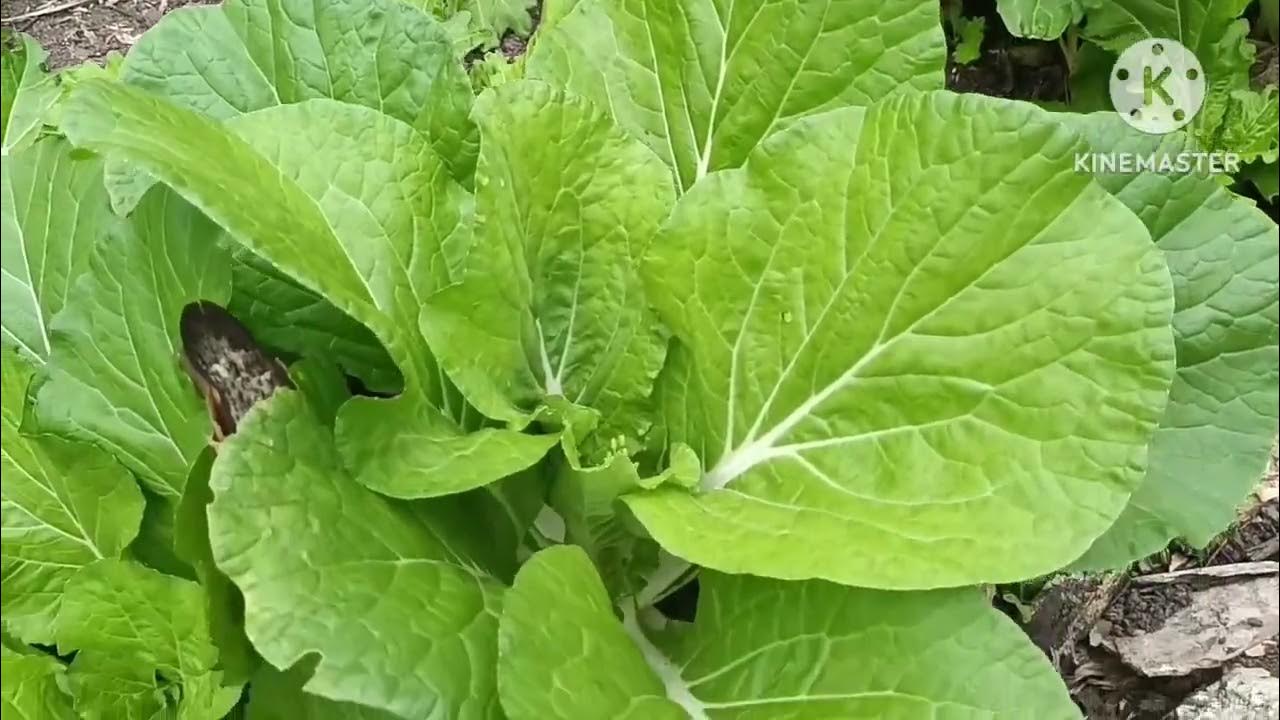 hnub no kuv mu dob zaub os zaub zoo zoo lawm os .11/12/2023 - YouTube