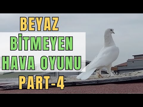 Kantat Ekesi Kızgın Beyaz Son Durum