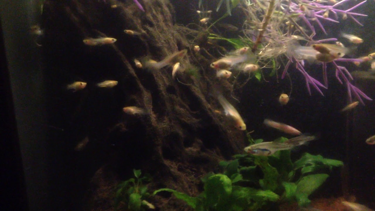 Platinum panda guppy blonde and Neotoca bilineata - YouTube