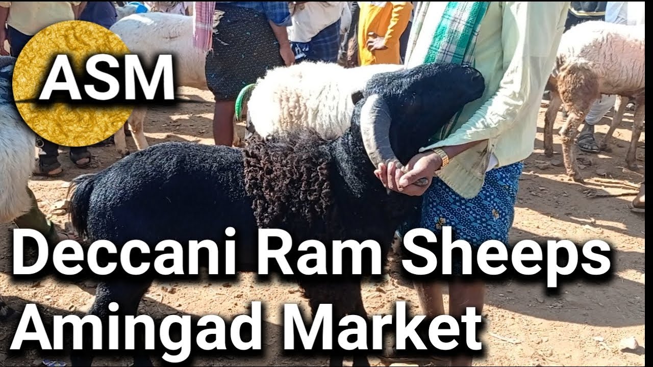 Episode -80 | Amingad Desi or Deccani Ram Sheep Market, Bagalkot ...