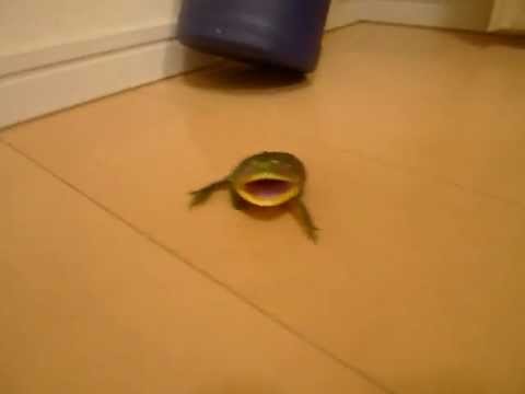 budgett's frog screams! - YouTube