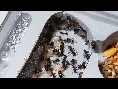 Messor angularis - YouTube