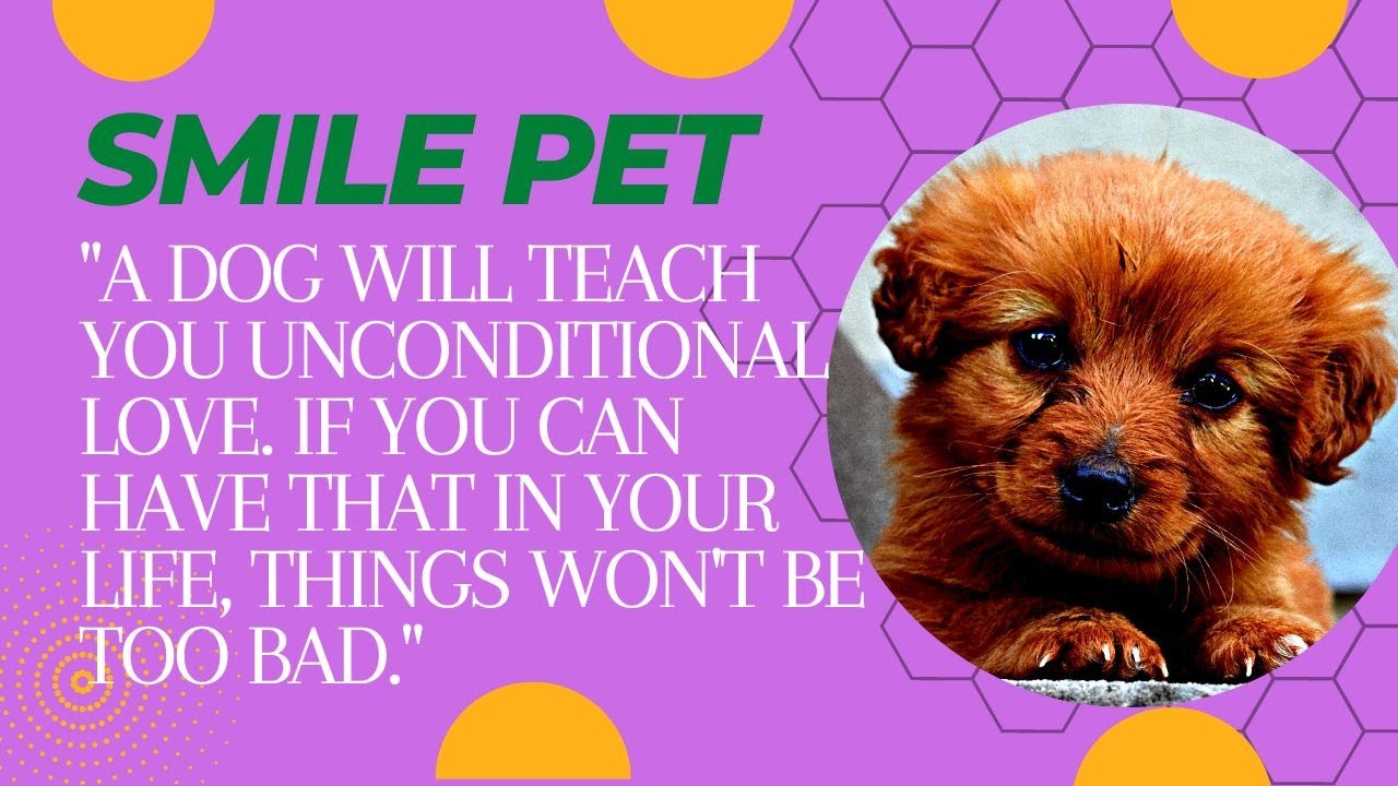 Cute baby Dog When your dog is more funny than you, Dogs doing funny ...