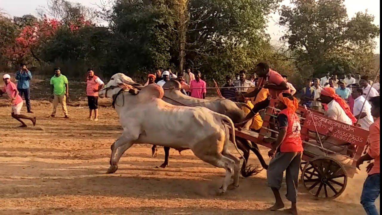 !! जबरदस्त खानापूर शर्यत !! Khilliri Bulls running in Bail gadi ...