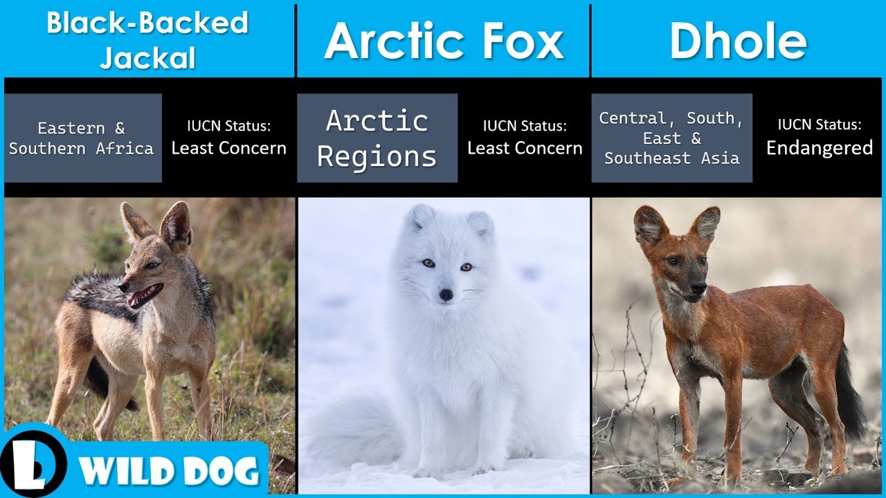 All Wild Dog Species, Origin, and IUCN Status - YouTube